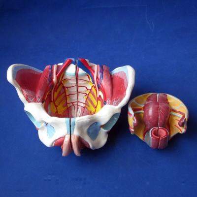 China Female Pelvic Cavity Model Muscles Vessels and Nerves for Medical Demonstration ' Choice for sale