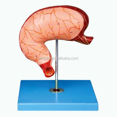 Cina Modello avanzato di sezione dello stomaco umano in PVC per la formazione professionale del sistema digestivo in vendita