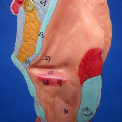 China Medische wetenschappen Display Afneembare bronchiale boom en luchtpijpmodel voor larynx anatomie Te koop