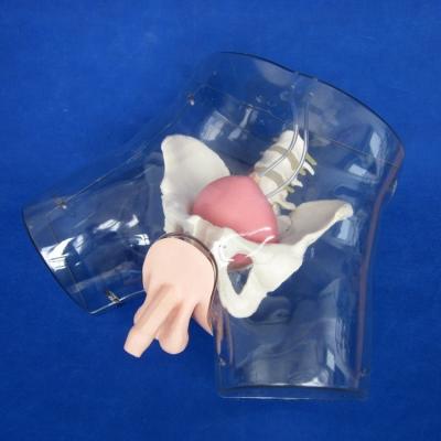 China Ervaar realisme met deze volledige mannelijke urethral katheterisatie simulator trainingspop Te koop
