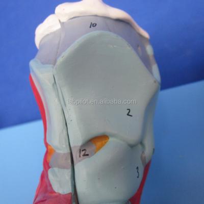 Cina Modello 3D del sistema respiratorio umano laringe trachea cuore e polmoni per l'educazione medica in vendita