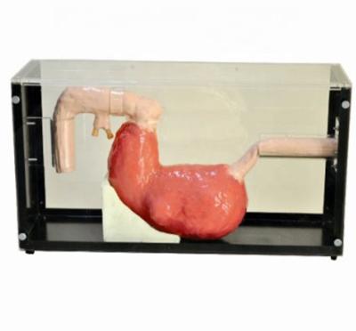 China Geavanceerd gastroscopisch onderzoek en ERCP-trainingsmodel voor gastro-intestinale laesies Te koop