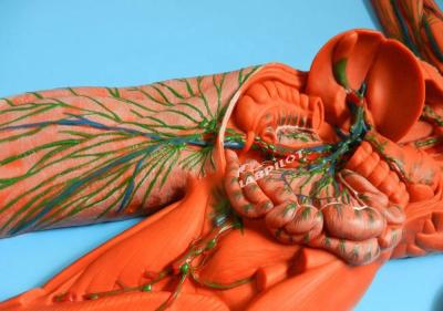 China Human Immune System Anatomical Teaching Model 3D Simulator for Lymphatic System Organ for sale