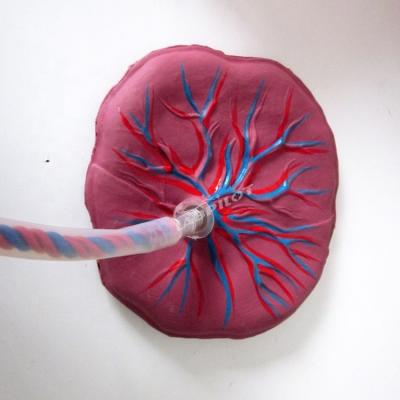 China Geavanceerde PVC-modellen voor placentaverzorging voor pasgeboren babypoppen voor zorgverleners Te koop