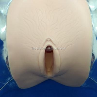 Cina Manichino Dilatazione trasparente e curettage del manichino uterino per l'addestramento all'aborto in vendita