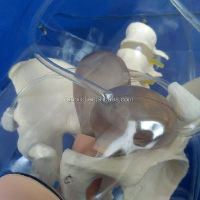 Cina Manichino Dilatazione trasparente e curettage del manichino uterino per l'addestramento all'aborto in vendita