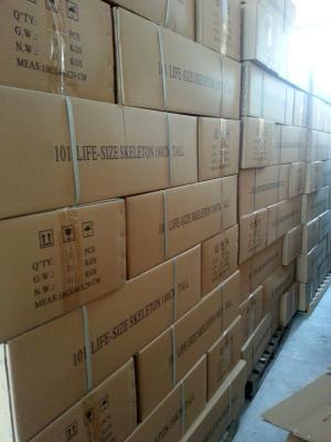 China Sales Injection Training Model for Teaching Intravenous Infusion and Blood Transfusion for sale