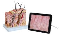 China LED Screen Skin Analyzer Machine Camera Work For Cosmetics Distributors for sale