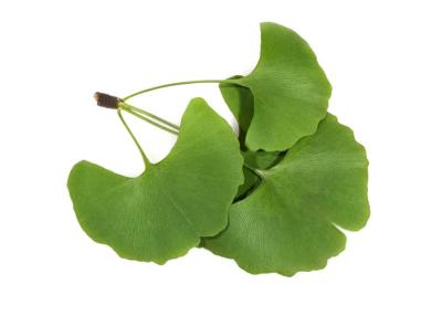 China Pó seco orgânico do extrato de Biloba da nogueira-do-Japão das folhas de CAS 90045-36-6 à venda