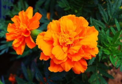 Cina Polvere di erbe dell'estratto del pigmento della xantofilla del fiore naturale del tagete in vendita