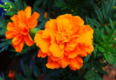 Cina Polvere di erbe dell'estratto del pigmento della xantofilla del fiore naturale del tagete in vendita