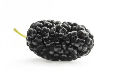 Cina Polvere di erbe dell'estratto del gelso della frutta dell'antociano per gli additivi alimentari in vendita