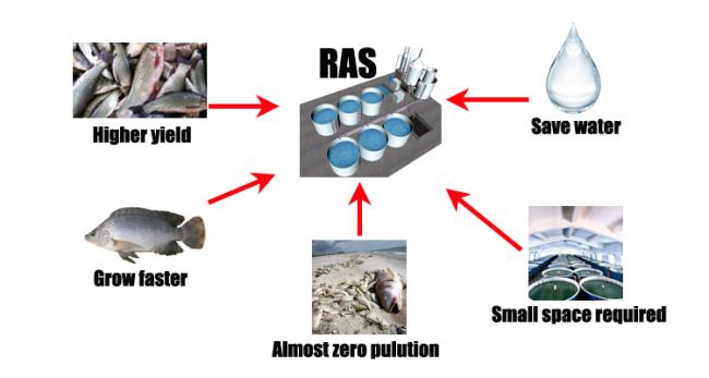 Benefits of RAS fish farming system