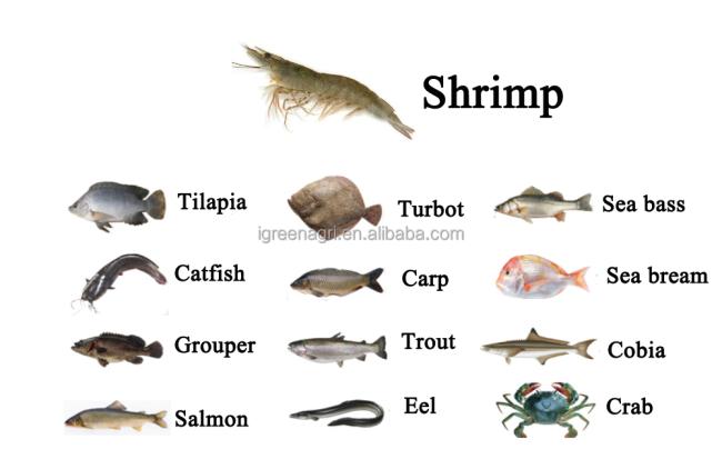 Fish species compatible with RAS system