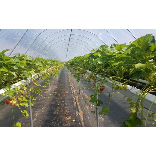Close-up of strawberry plants in hydroponic system