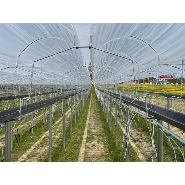 Strawberry hydroponic greenhouse interior