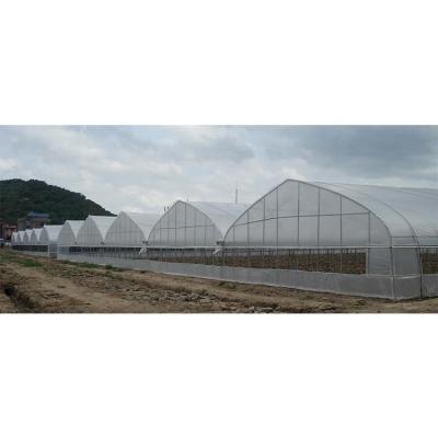 China Customize Multi Span Greenhouse High Tunnel Greenhouse For Tomato Farming for sale