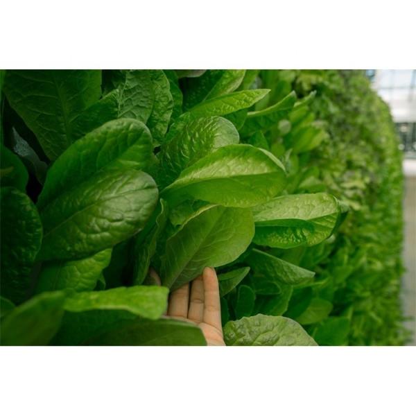 Quality Film Type Vertical Hydroponic Growing System Single Span For 5m Roof Height for sale