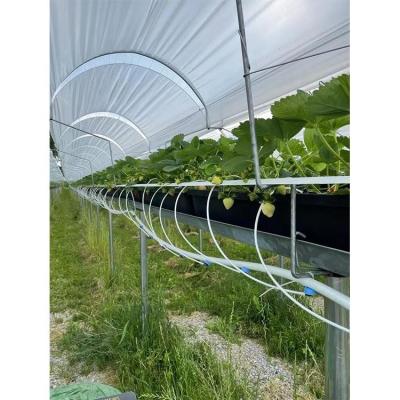 China Film Type Strawberry Hydroponic System Space Saving With High Production for sale