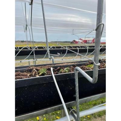 China Film Type Strawberry Hydroponic System Space Saving With High Production for sale