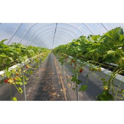 China Film Type Strawberry Hydroponic System Space Saving With High Production for sale