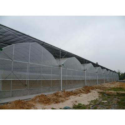 China Invernadero de túneles de plástico de múltiples tramos para la hidroponía de flores y vegetales en venta