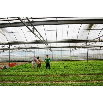Groenten verbouwen Multi Span kas PE Plastic Cover Tomato Plant Kas
