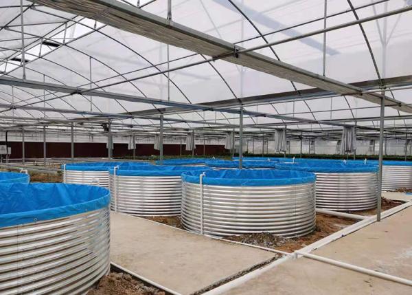 Quality Shrimp Recirculating Aquaculture System Easy Installation Ras System Fish for sale