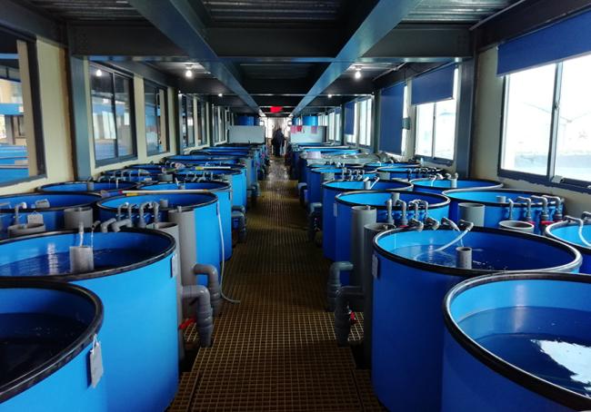 Fish Pond installation