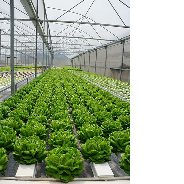 Quality Single Layer Greenhouse Hydroponics System Wrought Iron Greenhouse With Film for sale