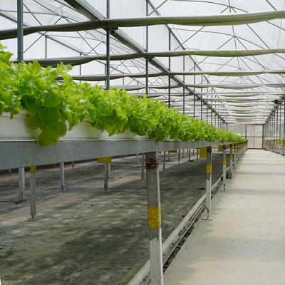 中国 グリーントンネル ストロベリー温室 野菜や花を栽培するPE温室 販売のため