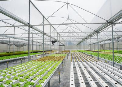 China Invernadero de túnel de plástico personalizable con ventilación de techo en diente de sierra y múltiples vanos para agricultura en venta