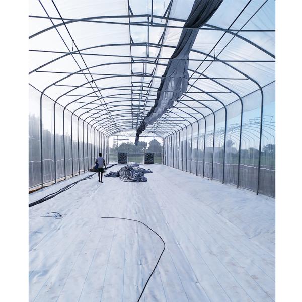 Quality Umbrella Structure Agricultural Greenhouse 8m Height Wide Span Greenhouse for sale