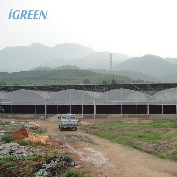 Quality 200 Micron Plastic Film Greenhouse Shade Cloth Roof Height 7 Meters for Strawberry for sale