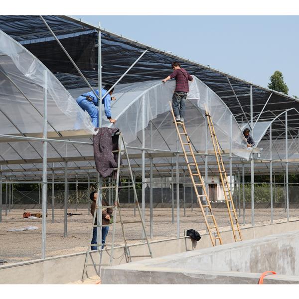 Quality No Roof Vent Agricultural Greenhouse Vegetable Growing Single Span Greenhouse for sale