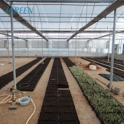 China 10m Tunnel Width Wide Span Greenhouse For Snail Farming with Irrigation System for sale