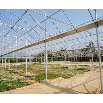 China Film Type Multi Span Greenhouse Wide Span Greenhouse With Steel Skeleton And Shoulder Height 2m for sale