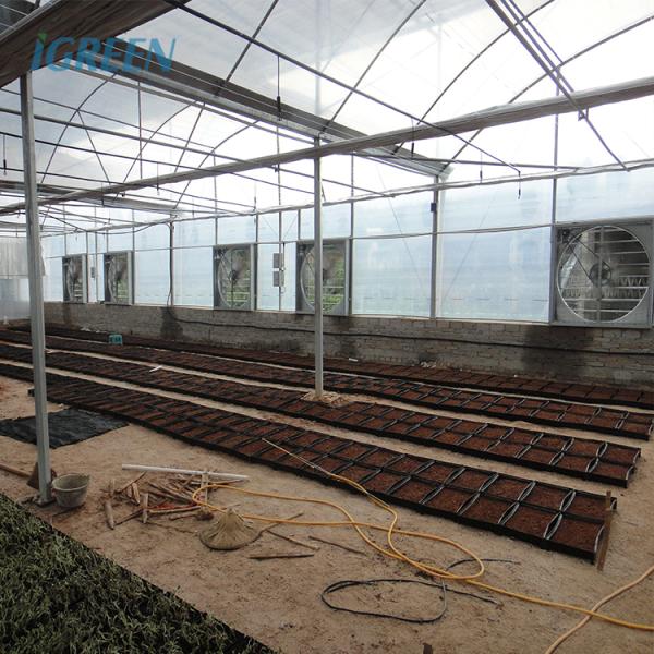 Quality Film Type Multi Span Greenhouse Wide Span Greenhouse With Steel Skeleton And Shoulder Height 2m for sale