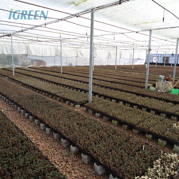 Quality 10m Tunnel Width Wide Span Greenhouse For Snail Farming with Irrigation System for sale