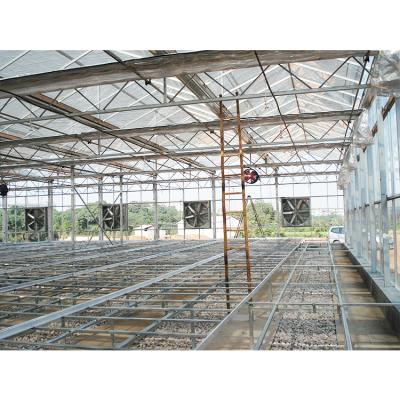 China IGREEN Agricultural Venlo Glass Greenhouse  to Grow Flowers and Seedlings for sale