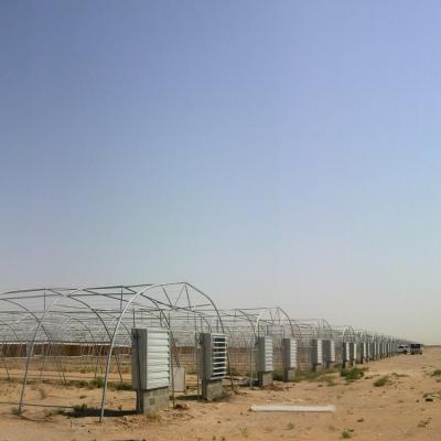 Китай Система охлаждения ПЭ Сельскохозяйственная теплица Цветоводство Оцинкованная стальная теплица продается