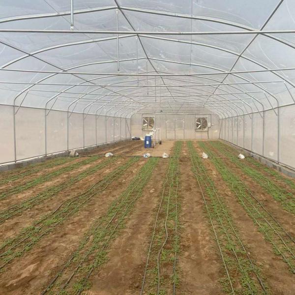 Quality 10m Width Tunnel Light Deprivation Greenhouse Single Layer With Galvanized Steel for sale
