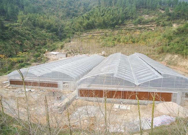 Commercial vegetable greenhouse exterior view