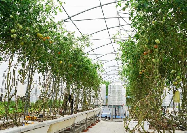 Commercial vegetable greenhouse side view