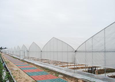 中国 フィルム 表面材料 多スパン 農業温室 IGreen 温室 販売のため