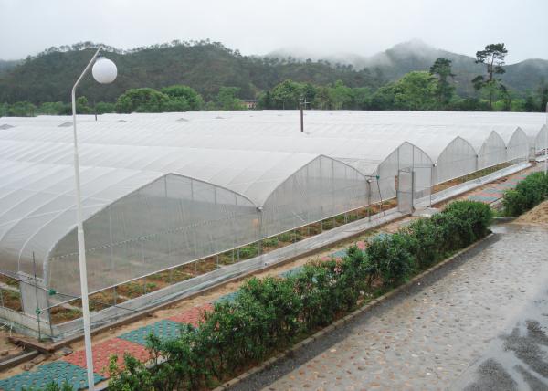 Quality WL8132X Single Greenhouses Agricultural Plastic Film Panels 7-10m for sale