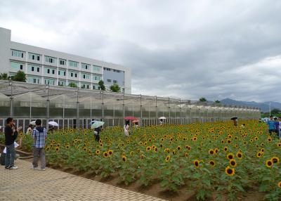 Китай WL108Y Большие IGreen поликарбонатные панели индивидуальной длины для теплицы продается