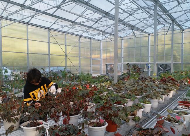 Greenhouse interior showing ventilation system