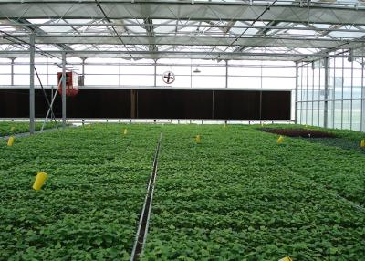 China Polycarbonate Greenhouse Sheet with Customized Length and 9.6 Meter Tunnel Width for sale