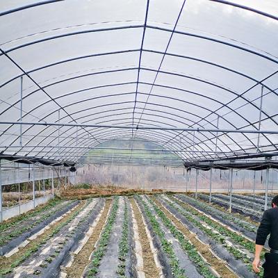 Filmbedekking Glasvezel Kas 8m Tunnelbreedte Met Koelpad